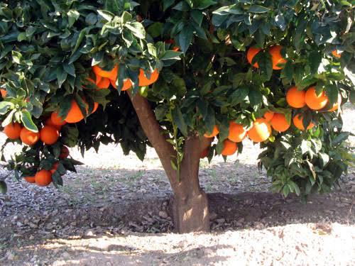 NARANJAS AROMÁTICAS & Bonsai Naranjo ÁRBOL SEMILLAS ESPECIALES